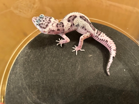 Mack Snow Leopard Gecko by Matt Skrypka Geckos