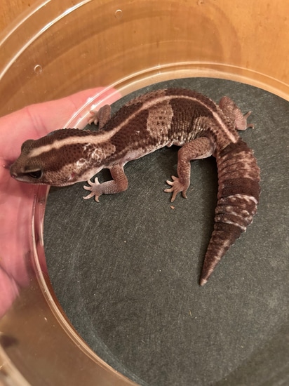 Oreo African Fat-Tailed Gecko by Matt Skrypka Geckos