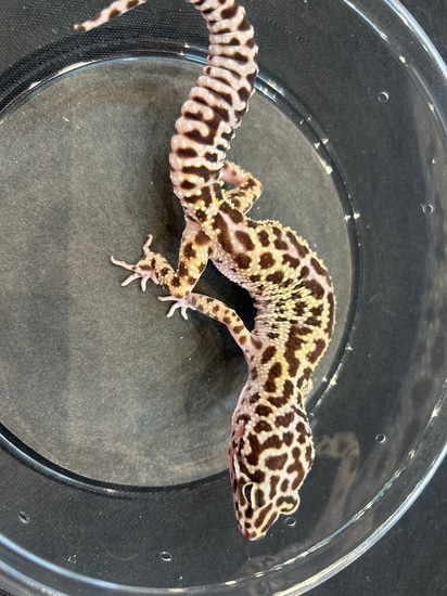 Mack Snow Lavender Bold Leopard Gecko by Matt Skrypka Geckos
