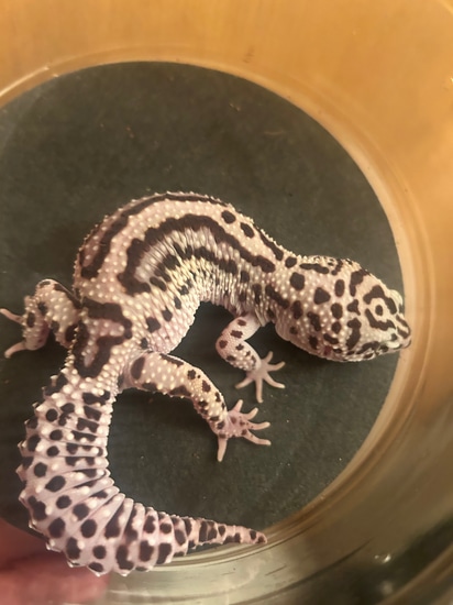 Mack Snow Lavender Bold Leopard Gecko by Matt Skrypka Geckos