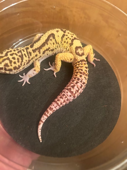 RADAR Leopard Gecko by Matt Skrypka Geckos