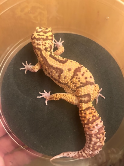 RADAR Leopard Gecko by Matt Skrypka Geckos