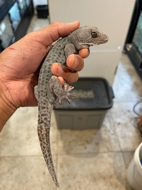 Blue Granite Tokay Gecko by Gekko & Gecko - MorphMarket