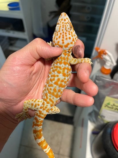 Albino Tokay Tokay Gecko by Gekko & Gecko, LLC