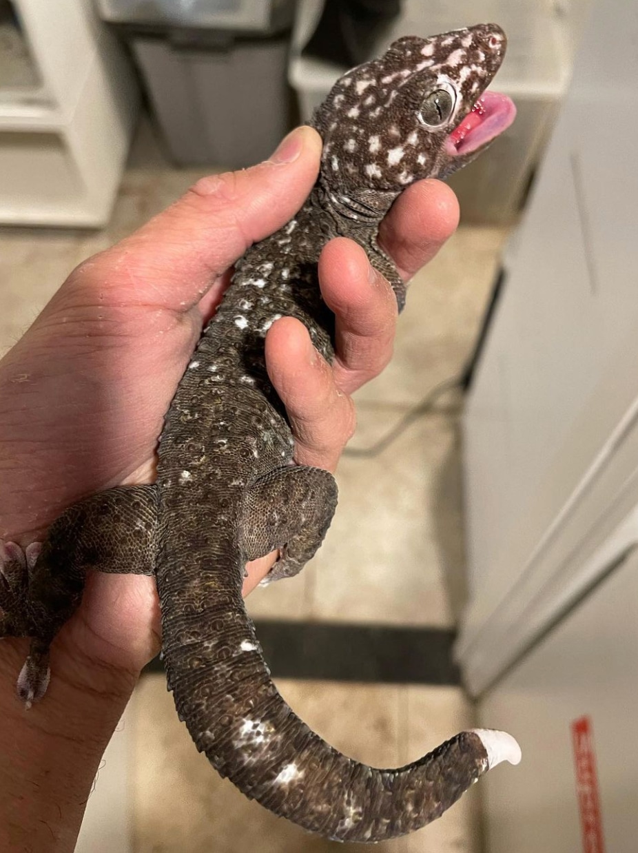 Pied Tokay Gecko by Gekko & Gecko, LLC - MorphMarket
