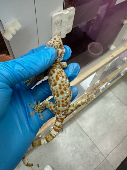 USCBB Female Tokay Gecko by Gekko & Gecko, LLC