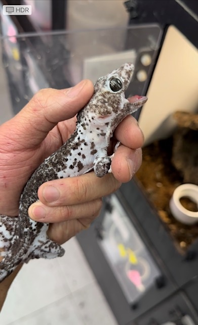 Pied/ Calico Tokay Gecko by Gekko & Gecko, LLC - MorphMarket