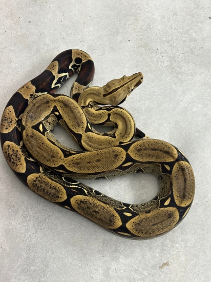 1.0 Peruvian (Pomaville) True Red-Tailed Boa Constrictor by Gekko ...