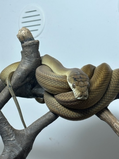 Patternless Scrub Male Scrub Python by Gekko & Gecko, LLC