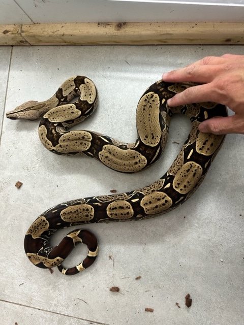 North Brazilian True Red-tailed Boa Constrictor by Gekko & Gecko, LLC ...