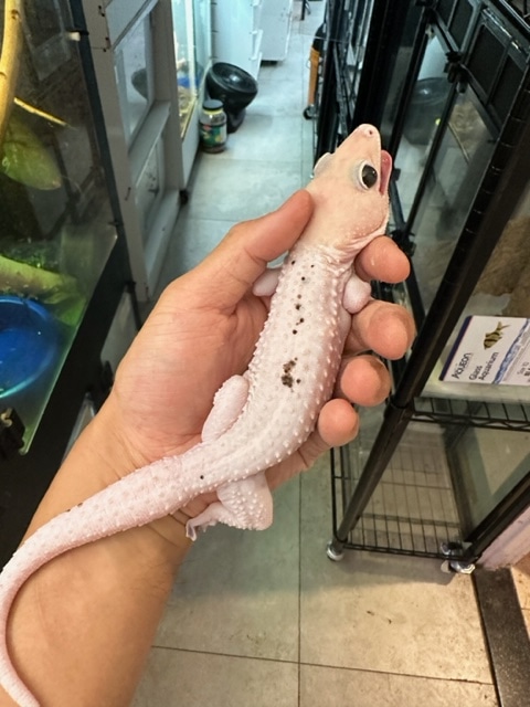Hi White Pied Tokay Gecko by Gekko & Gecko, LLC - MorphMarket