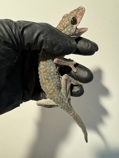 Black Eye Yellow Spot (Diablo) Tokay Gecko by Gekko & Gecko, LLC