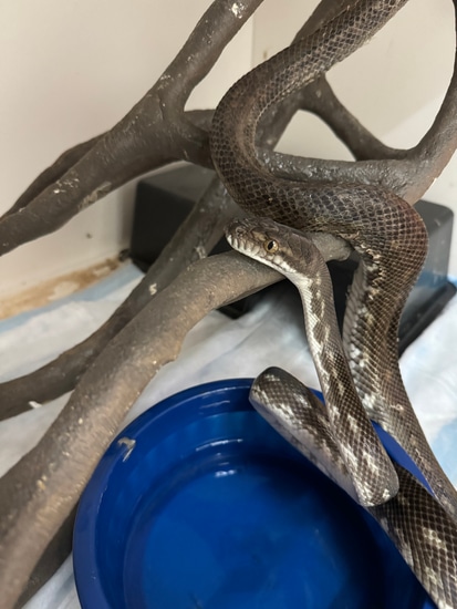 Tanimbar Scrub Python by Gekko & Gecko, LLC