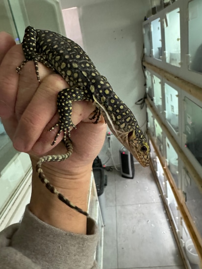 Varanus Colei (MM-2113051) Other Monitor by Gekko & Gecko, LLC