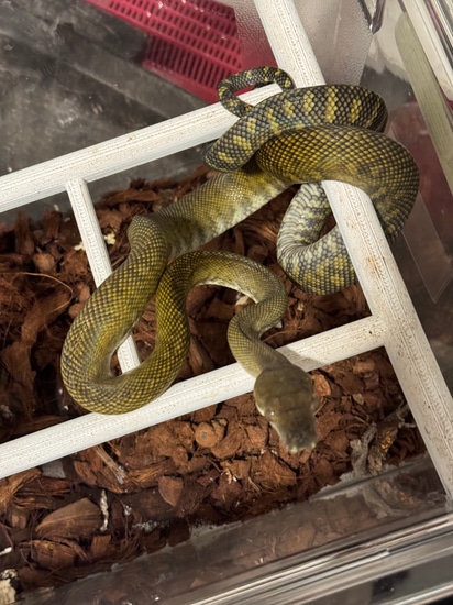 Moluccan Female Scrub Python by Gekko & Gecko, LLC