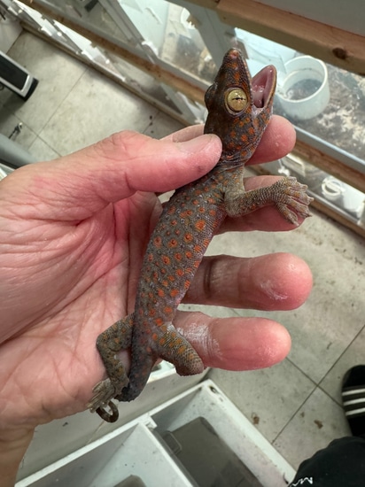 Female #35 Tokay Gecko by Gekko & Gecko, LLC