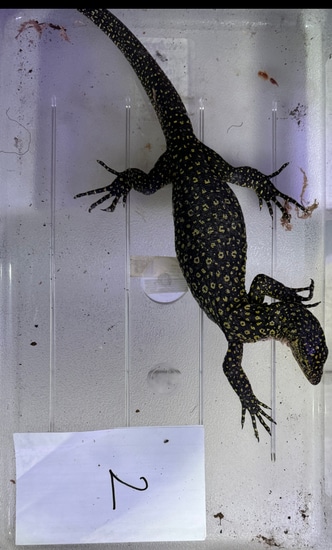 Varanus Colei 2 Other Monitor by Gekko & Gecko, LLC