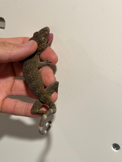 CBB Normal Tokay Gecko by Gekko & Gecko, LLC