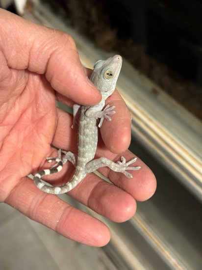 Uscbb Platinum Tokay Gecko By Gekko And Gecko Llc