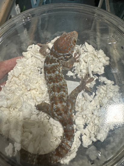 Paradox Female 38 Tokay Gecko by Gekko & Gecko, LLC