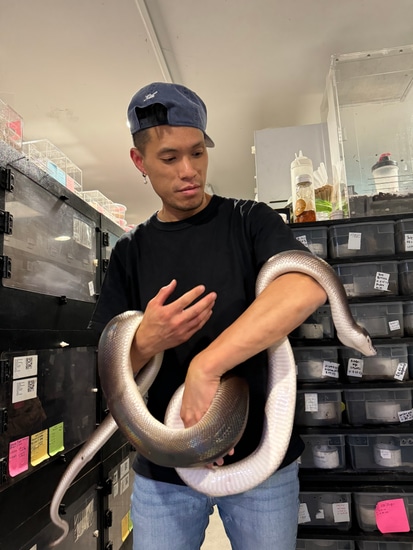 LTC Massive White Lipped Python White-Lipped Python by Gekko & Gecko, LLC