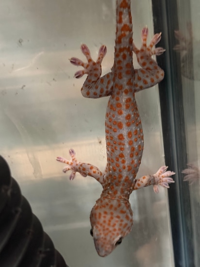 Candy Male Tokay Gecko by Gekko & Gecko, LLC