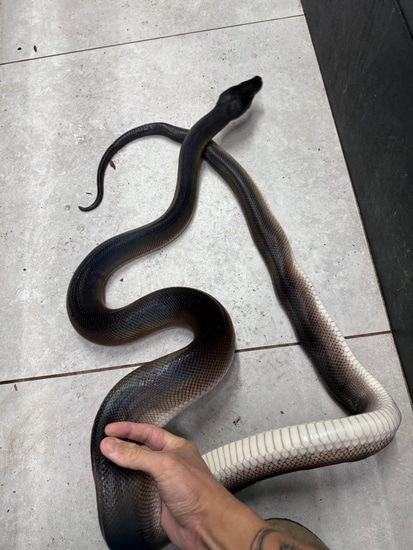 LTC Southern White Lip White-Lipped Python by Gekko & Gecko, LLC