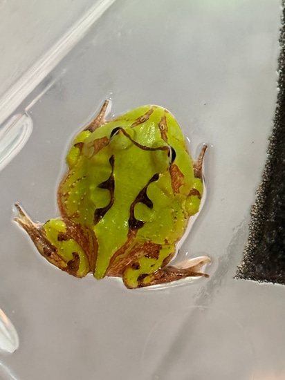 CB Suriname Horned Frog G Pacman Frog by Gekko & Gecko, LLC