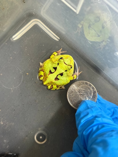 CB Suriname Horned Frog F Pacman Frog by Gekko & Gecko, LLC