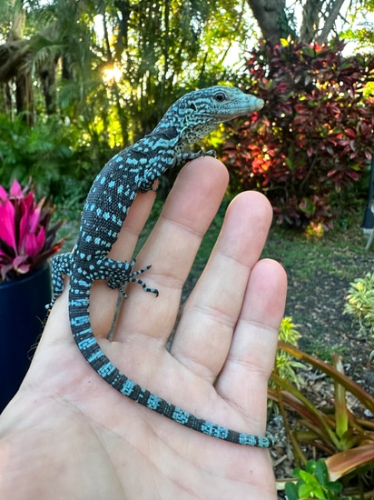 F2 Generation UsCB Blue Tree Monitor by Gecko City