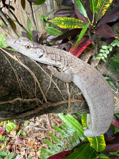 Pygmy Mulga Female Other Monitor by Gecko City