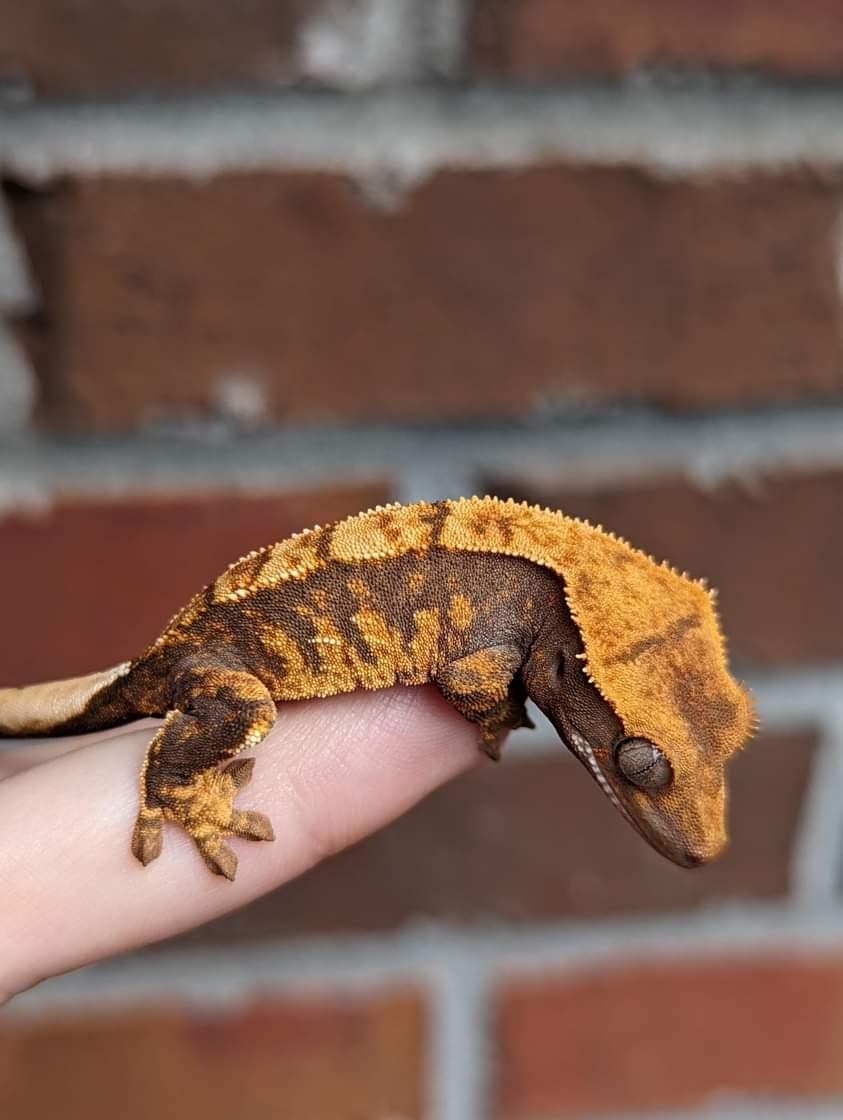 Mad Moon Falling - Extreme Harlequin Crested Gecko by Gecko Fidelity ...