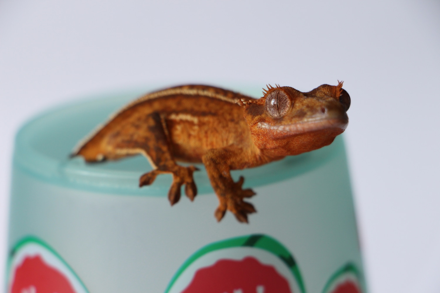 Orange Phantom Quadstripe Crested Gecko by Gecko Gambit - MorphMarket