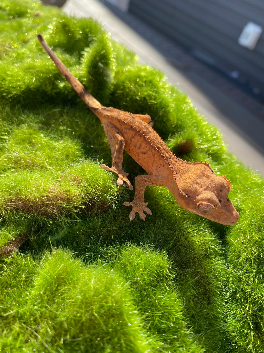 Baby Brindle Dal Crested Gecko by Morph Mob - MorphMarket