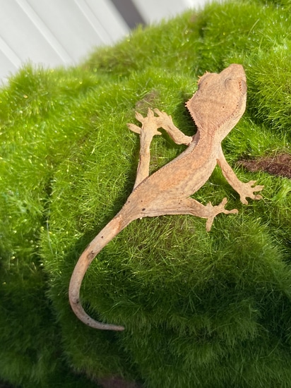 Baby Brindle Dalmatian Crested Gecko by Morph Mob