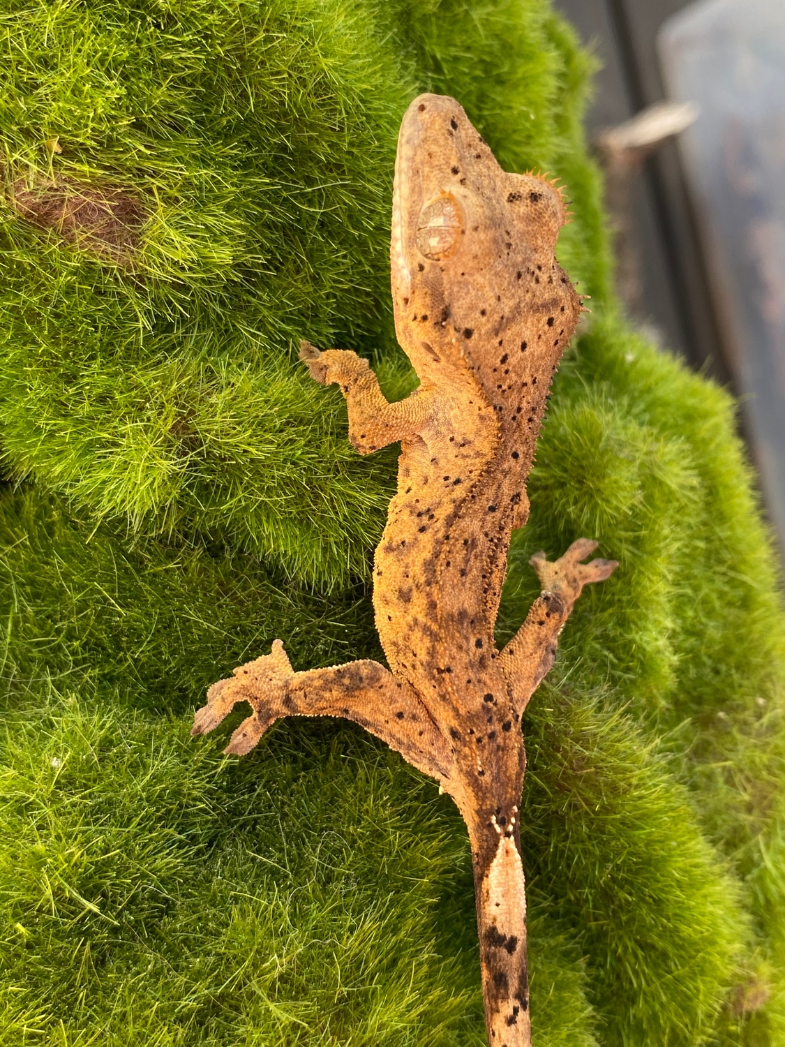 Dark Super Dalmatian Crested Gecko by Morph Mob - MorphMarket