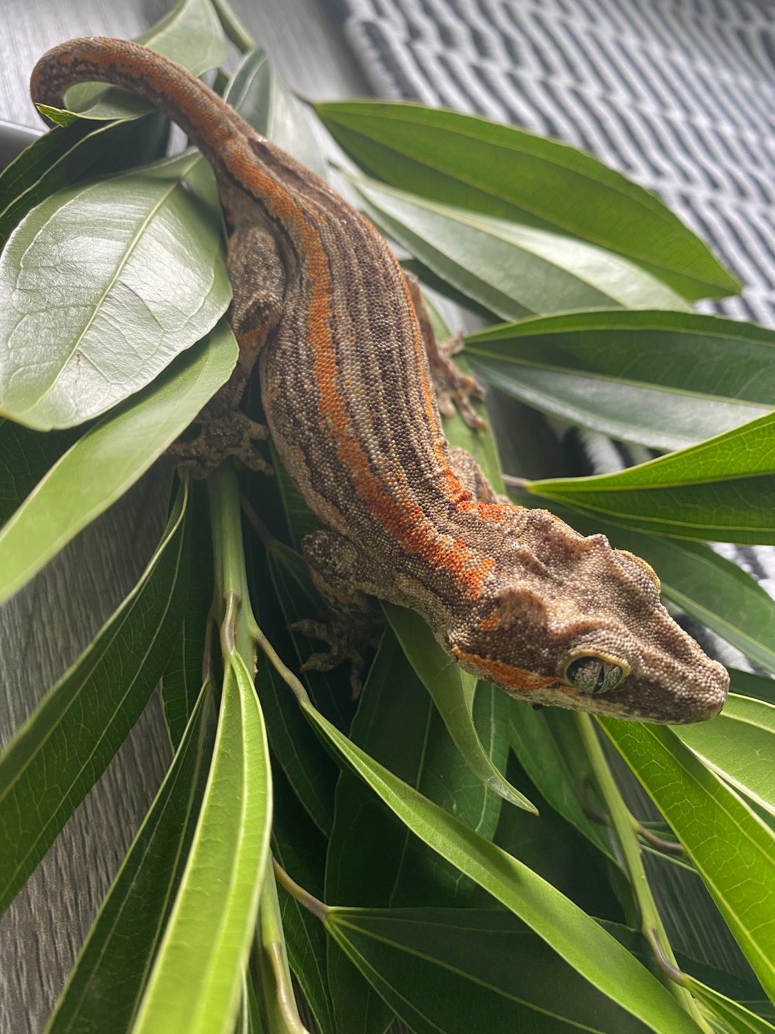 Orange Stripe Gargoyle Gargoyle Gecko by Morph Mob - MorphMarket
