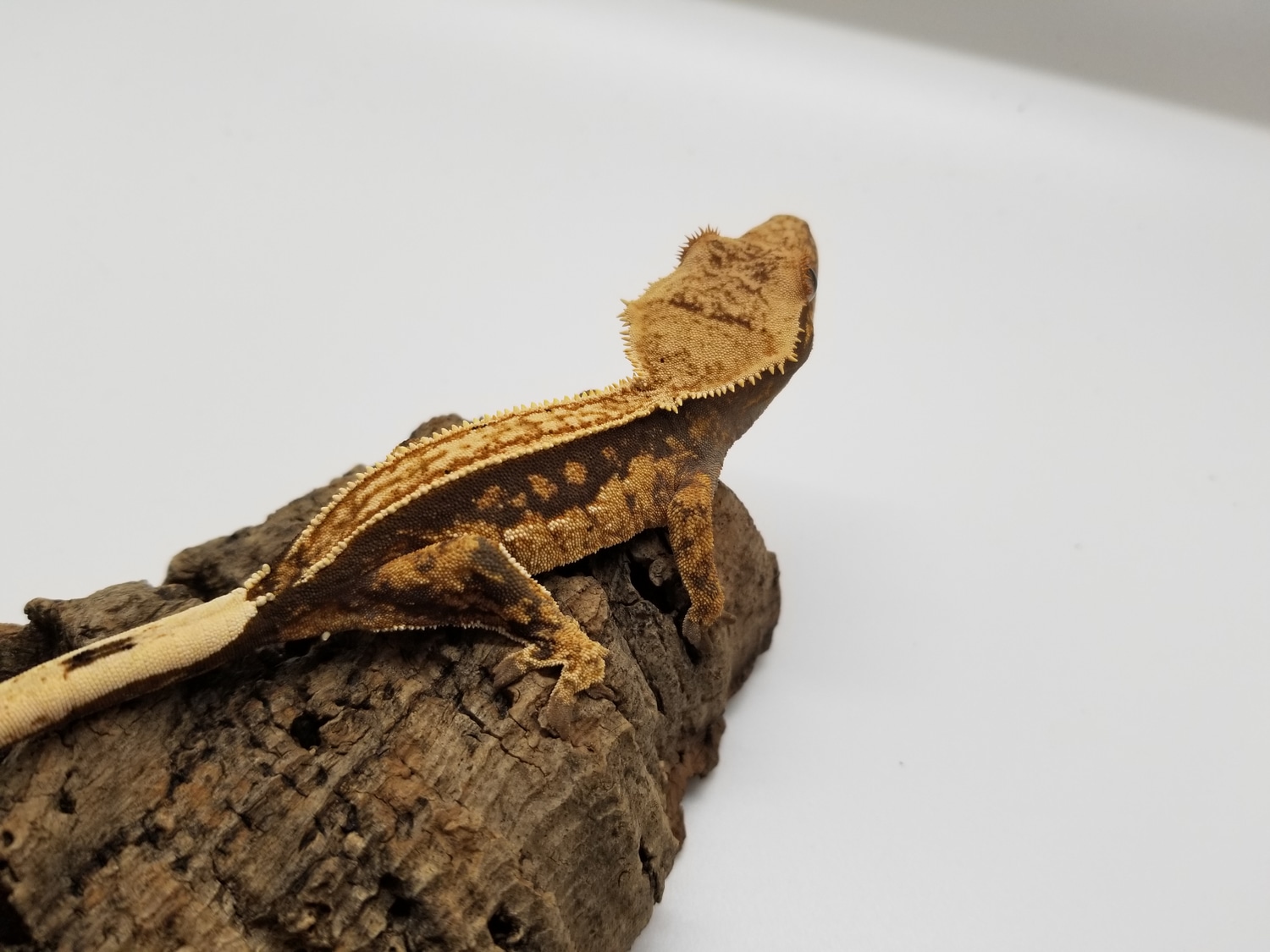 Partial Pinstripe Crested Gecko by Gecko Garden - MorphMarket