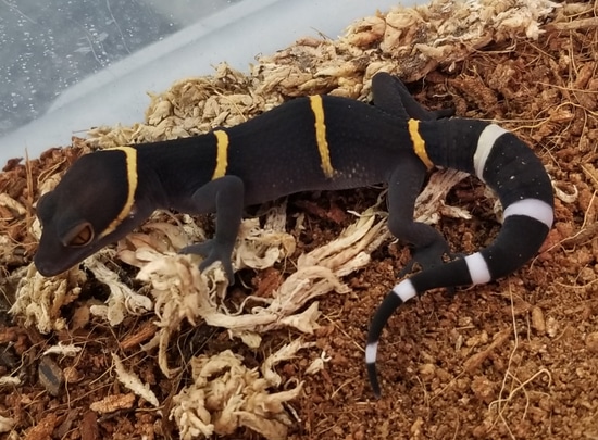 Chinese Cave Gecko by Gecko Garden