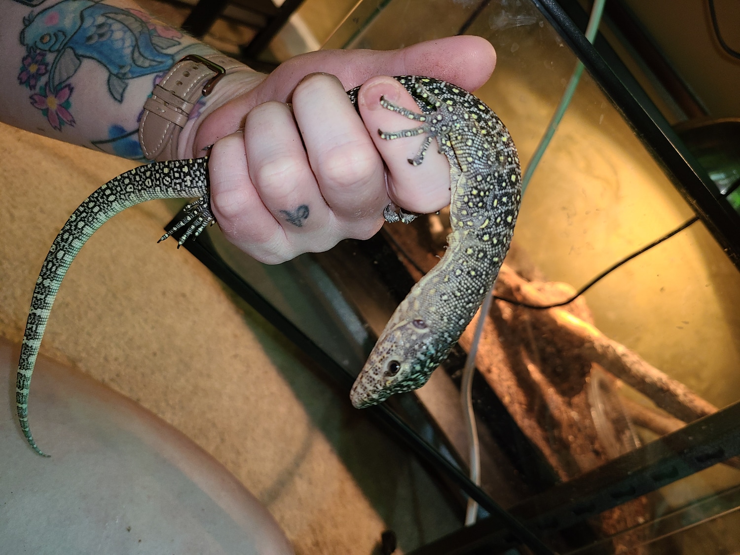 Adolescents Mangrove Monitor by Gecko Gurl - MorphMarket