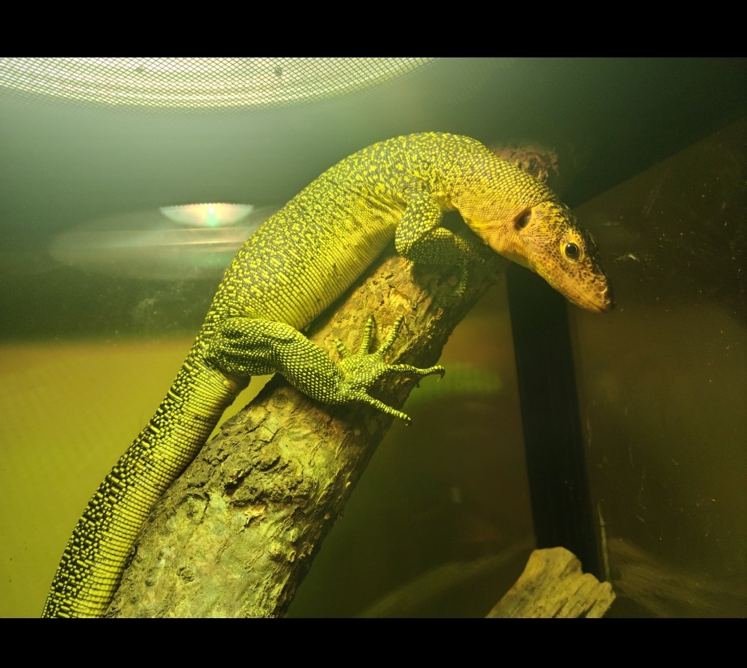 Tame Sub-adult Female Mangrove Monitor by Gecko Gurl - MorphMarket