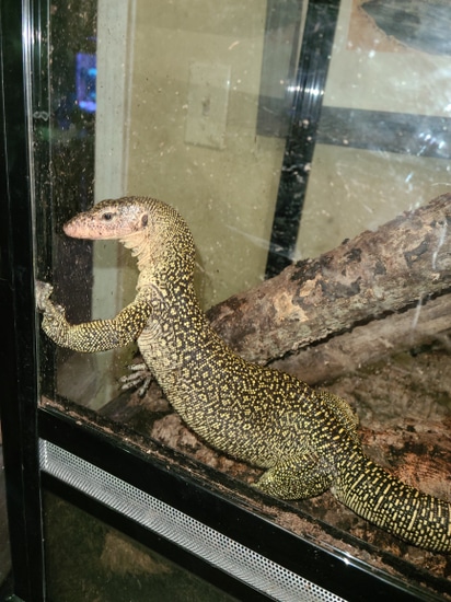 Tame Female Sub-adult Mangrove Mangrove Monitor by Gecko Gurl