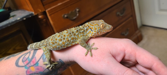 REDUCED PRICE 2022 CBB Female Tokay Tokay Gecko by Gecko Gurl