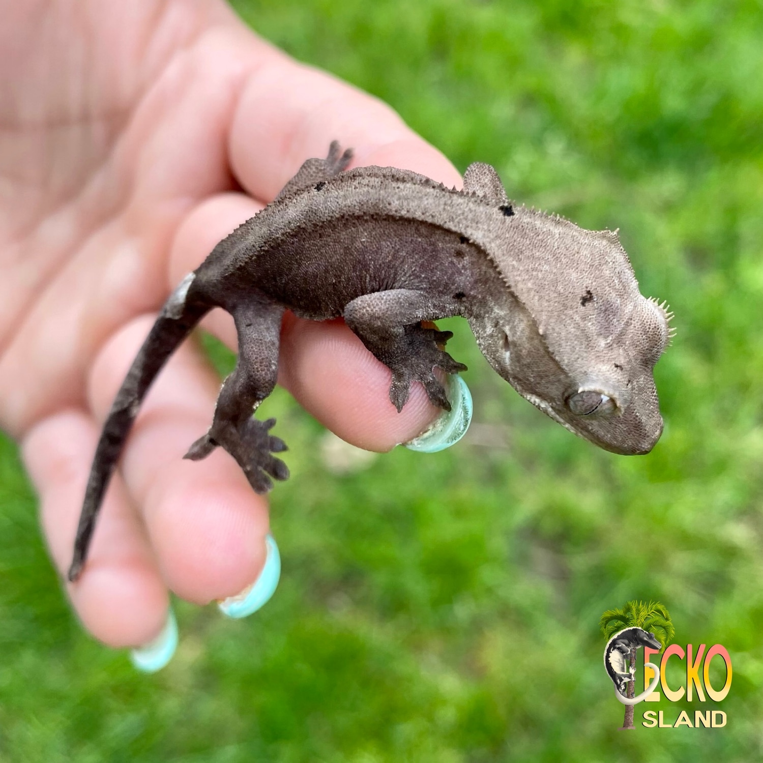 Axanthic Dalmatian (Dice) Crested Gecko by Gecko Island - MorphMarket