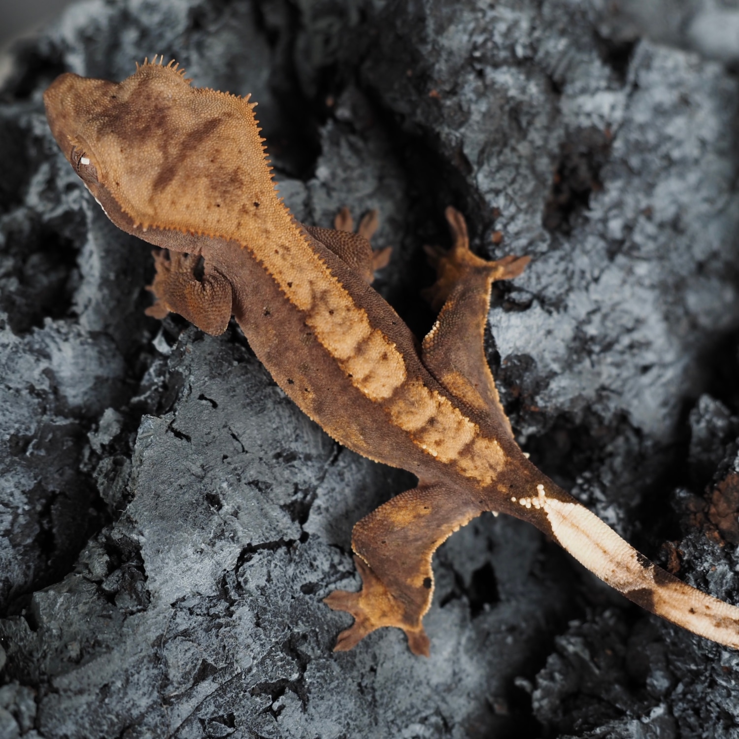 Dolce 100% Het Axanthic Crested Gecko by Gecko Island - MorphMarket