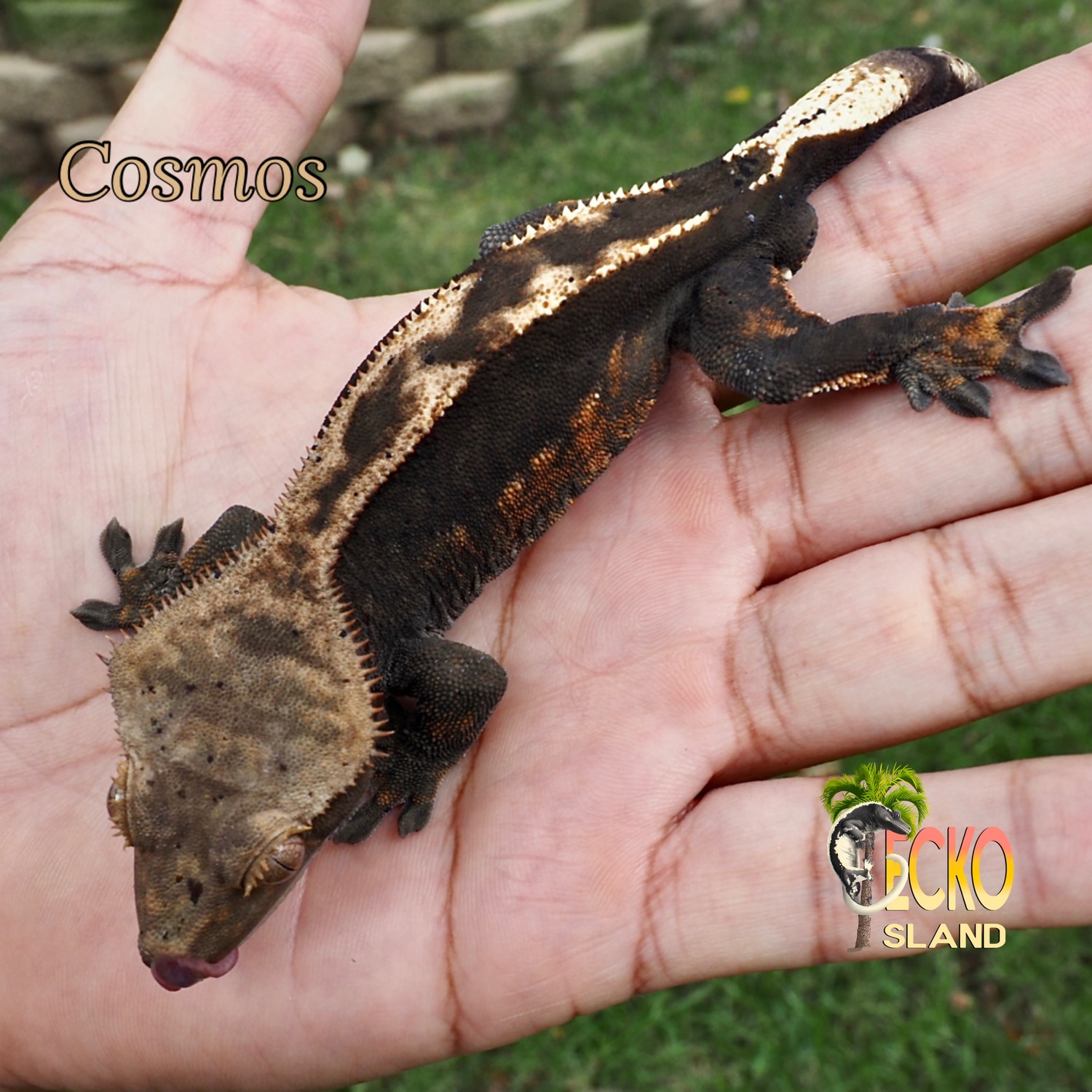 100% Het Axanthic Crested Gecko by Gecko Island - MorphMarket