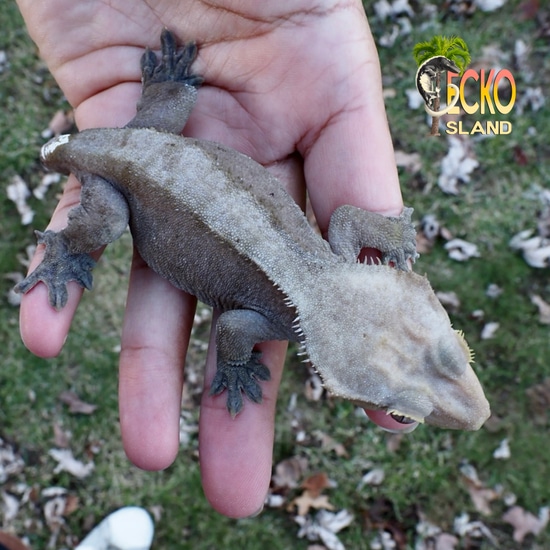 Female Visual Axanthic Crested Gecko by Gecko Island