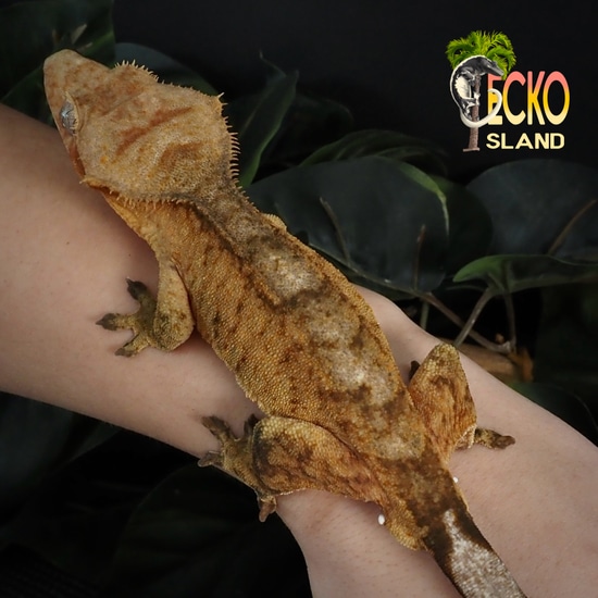 100% Het Axanthic Crested Gecko by Gecko Island