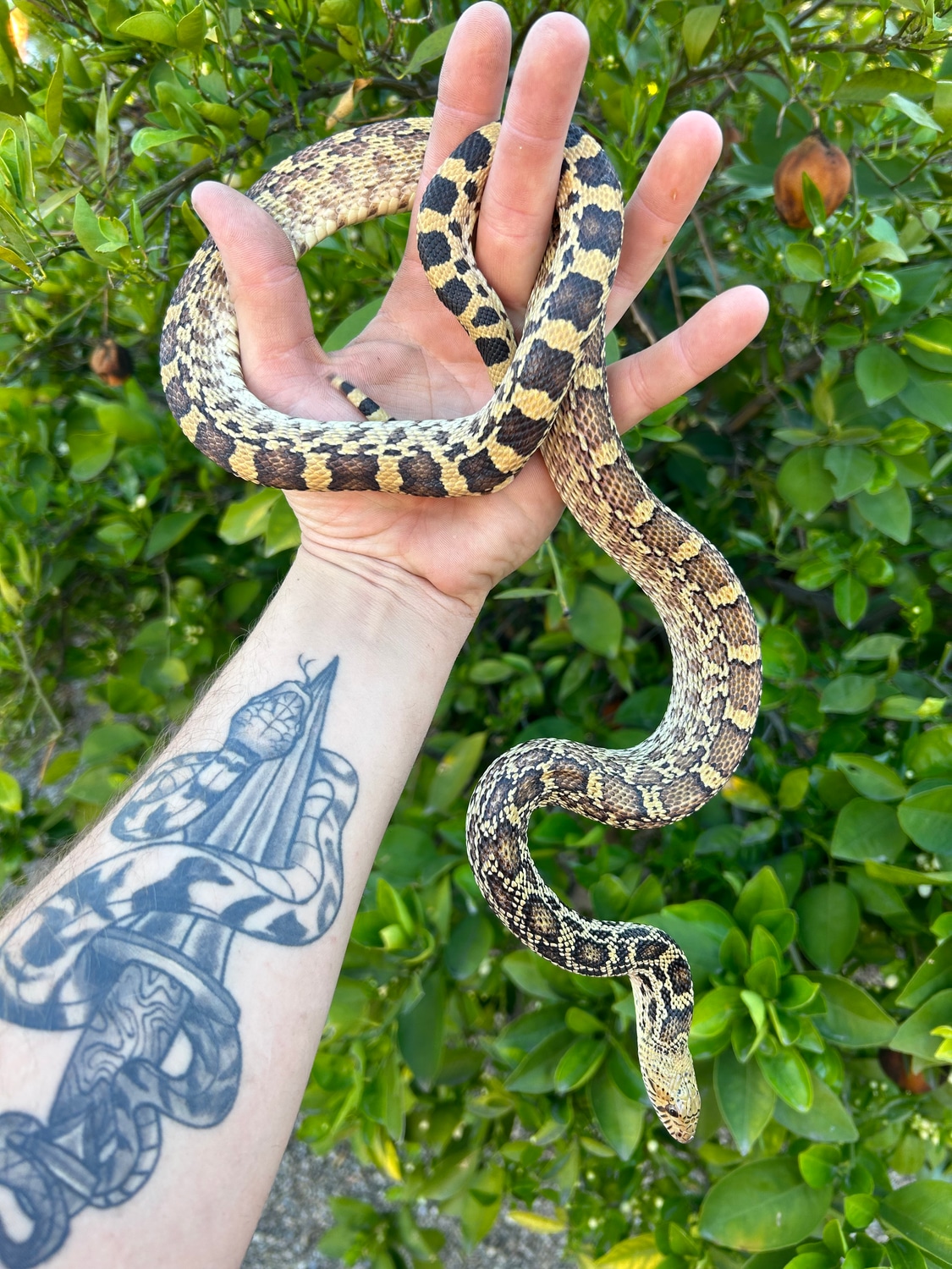 100% Whitesided, Patternless, Axanthic Bullsnake by Gecko Sphere ...