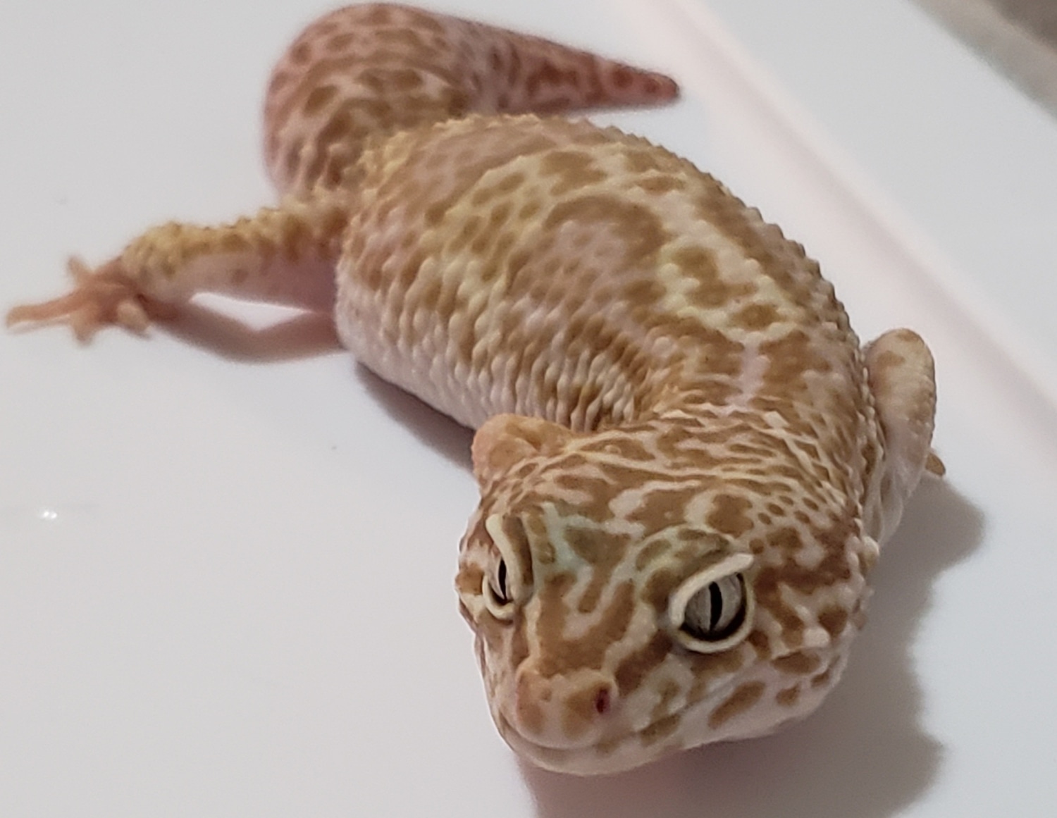 Mack Snow Leopard Gecko by Geckoasis - MorphMarket